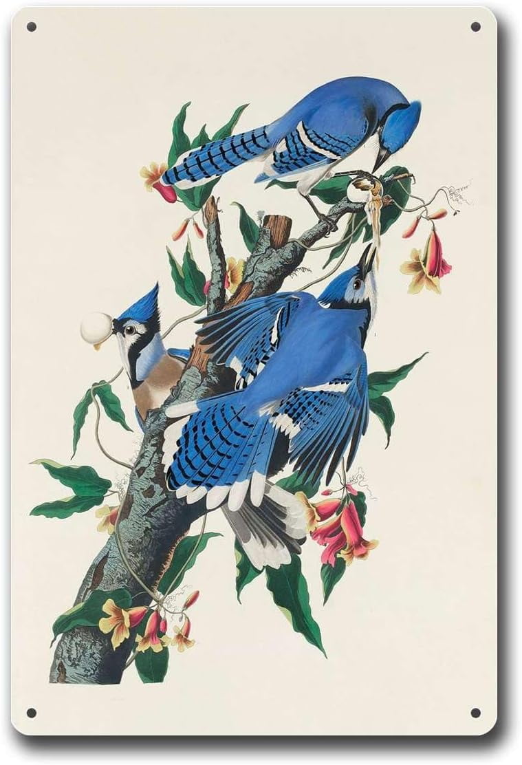 Metal Signs Blue Jay Antique Bird Vintage Wall Art Deco Vintage Bird ...
