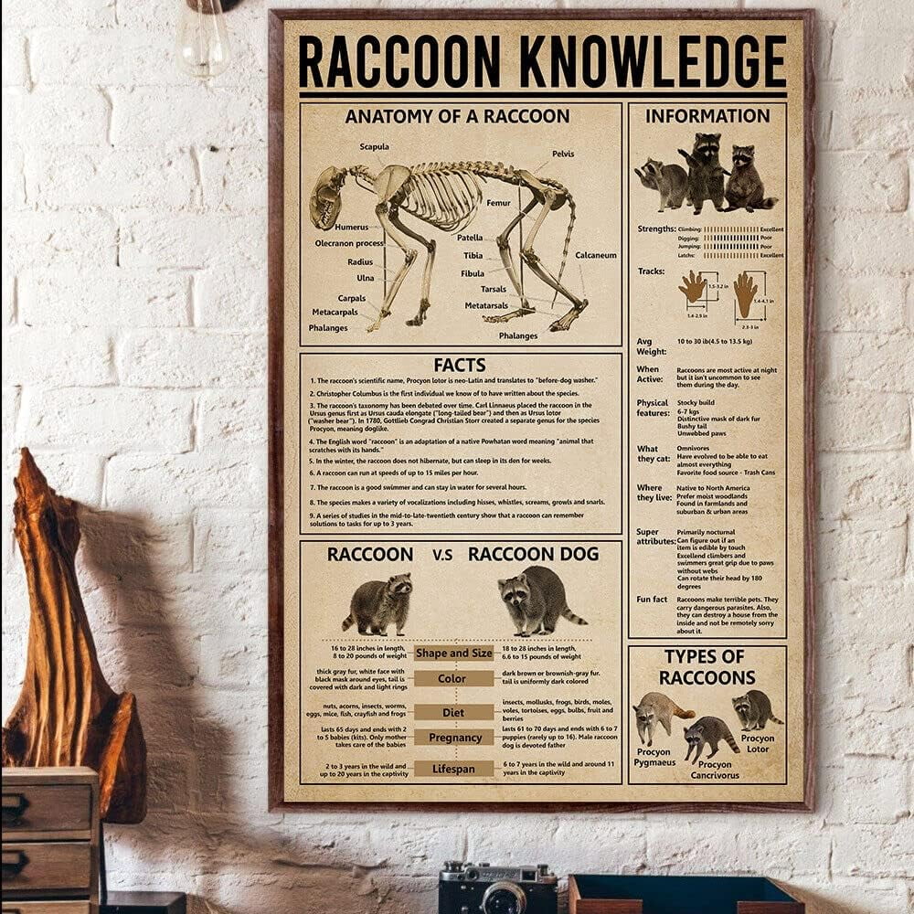 Metal Signs Outdoor Vintage Metal Tin Sign Raccoon Knowledge Anatomy of ...