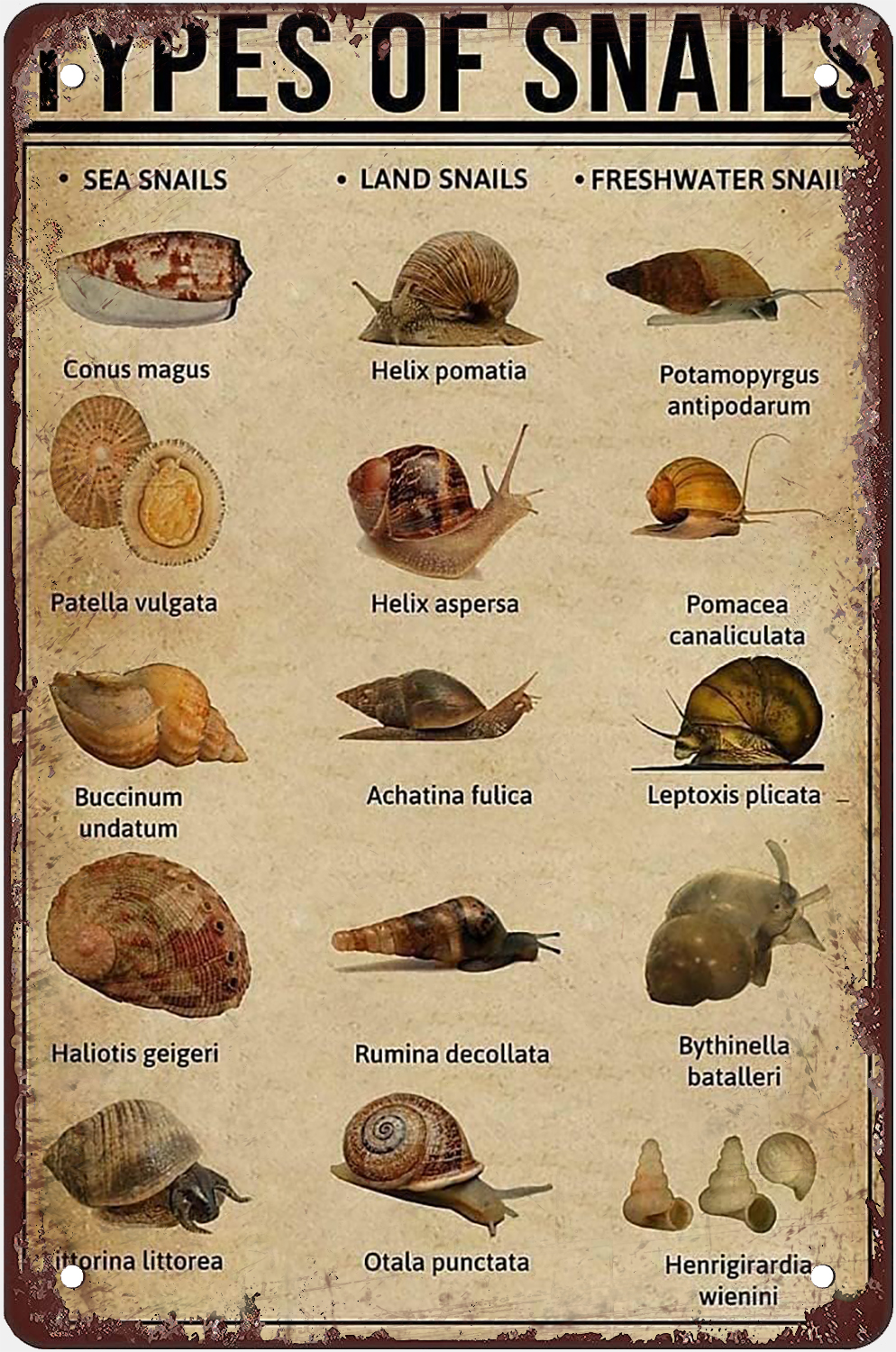 Metal Tin Sign 12x16 Inch Vintage Farm Hanging Decor Types Of Snails ...