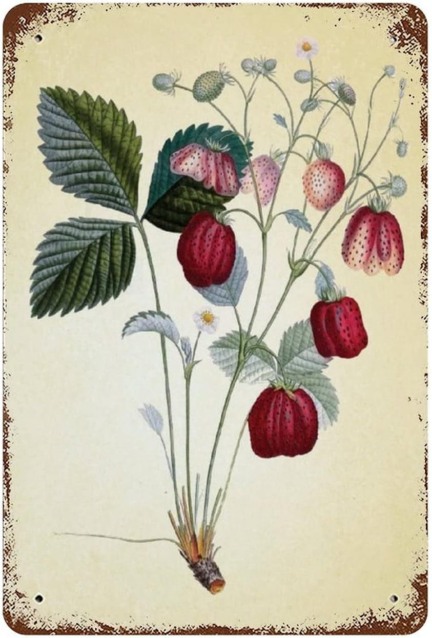 Metal Tin Sign 8x12 Inch Home Decor Strawberries Fruit Tin Signs ...