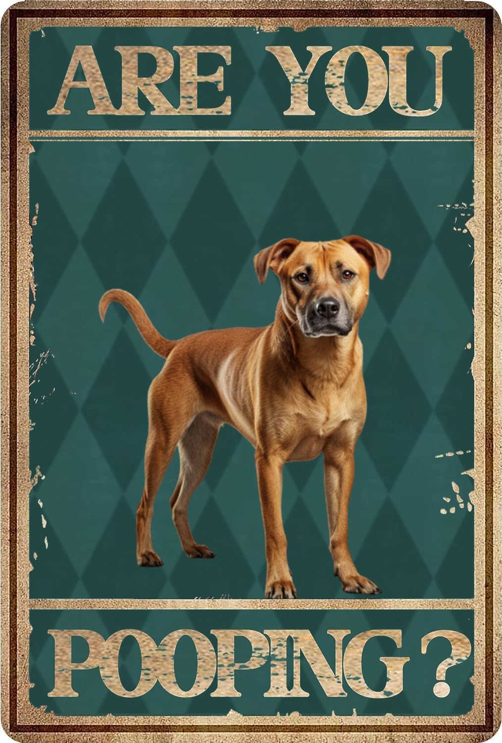 Metal Tin Sign 8x12 Inch Painting Funny Cats Are You Pooping Funny Tin ...