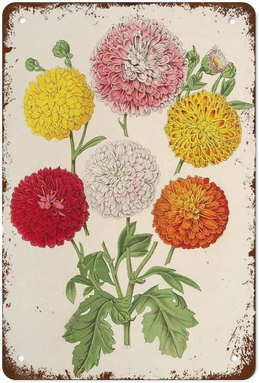 Metal Tin Sign 8x12 Inch Tin Signs Short Chrysanthemums And Early ...