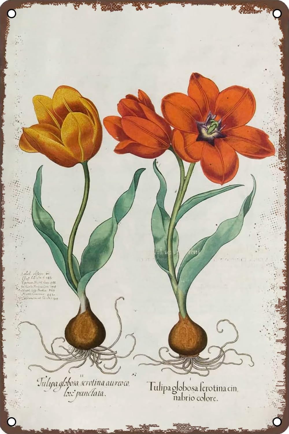 Metal Tin Sign 8x5.5 Inch Metal Tin Signs Botanical Prints Wildflower ...