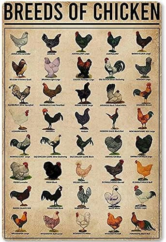 Metal Tin Sign Breeds of Chicken Poultry Infographics Educational ...