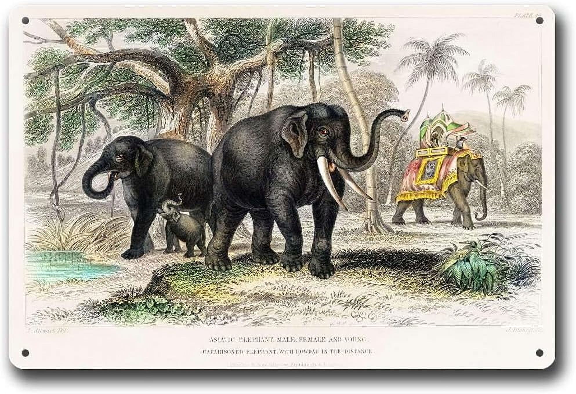Metal Tin Signs Asian Elephant And African Elephant Vintage Zoology ...