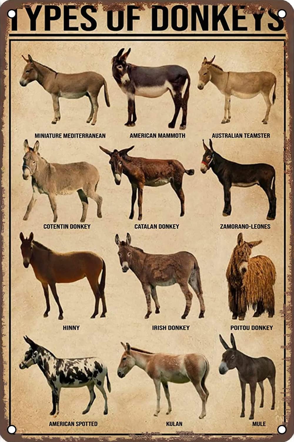 Metal tin Sign Types of Donkey Posters-Donkey Knowledge Poster Retro ...