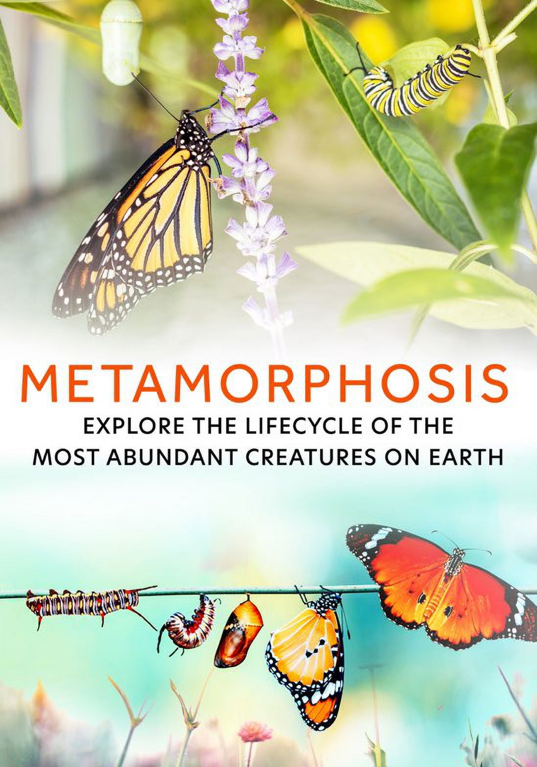 Metamorphosis (DVD) - Walmart.com