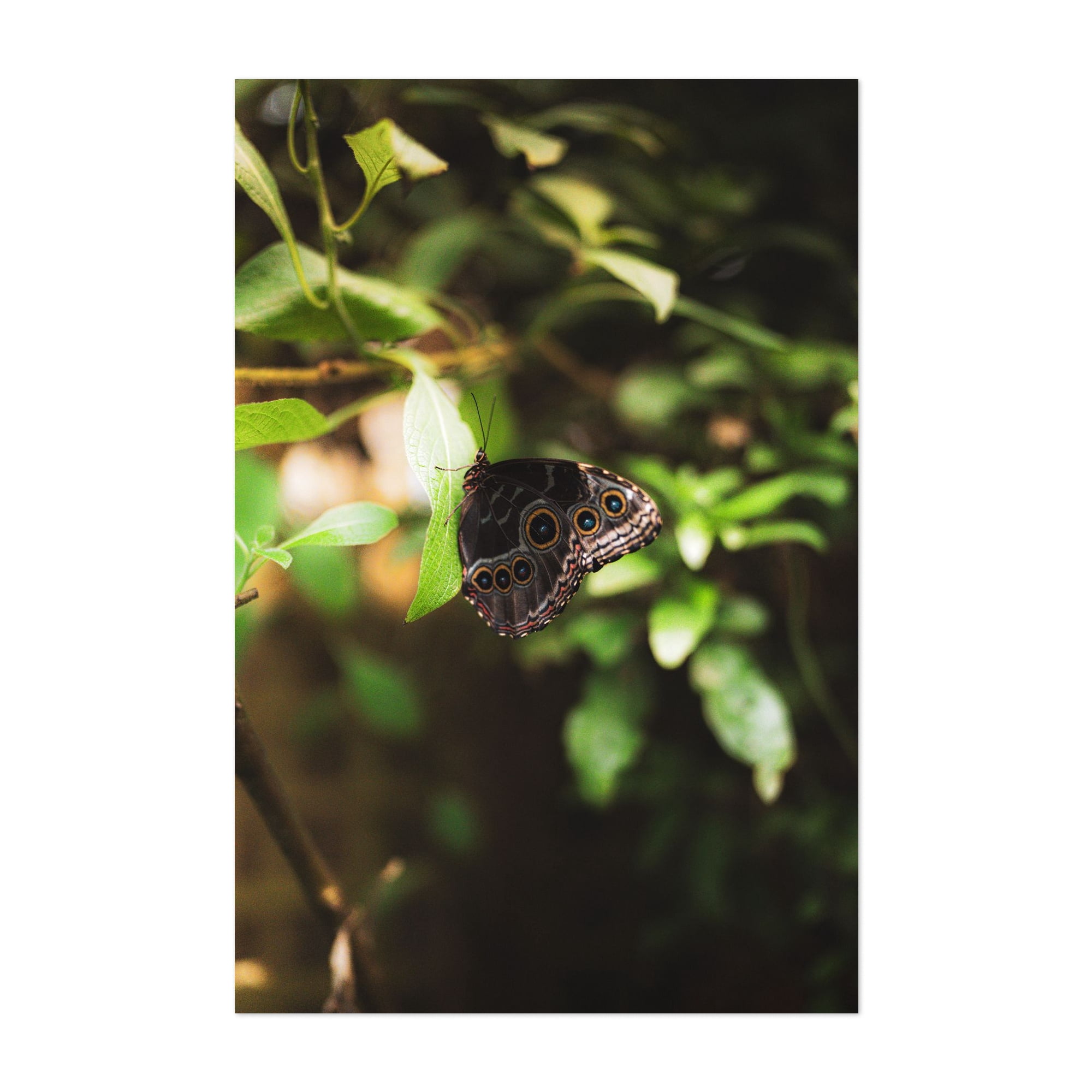 Metamorphosis - Photography Butterfly Insect Nature Wildlife Botanical ...