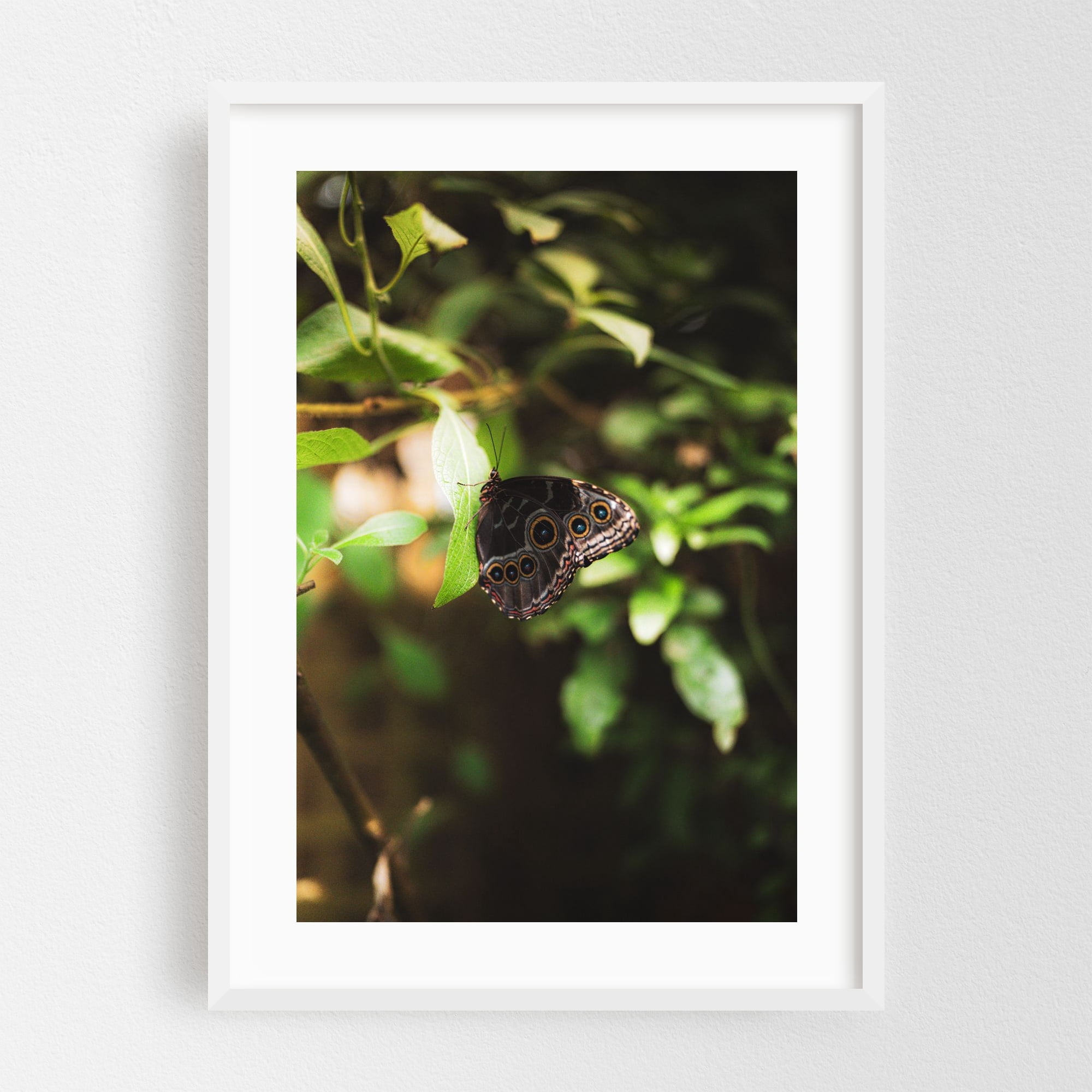 Metamorphosis - Photography Butterfly Insect Nature Wildlife Botanical ...
