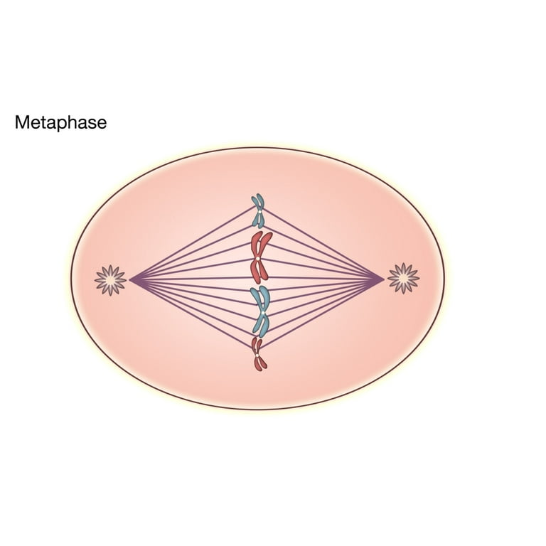 Mitosis Metaphase 1