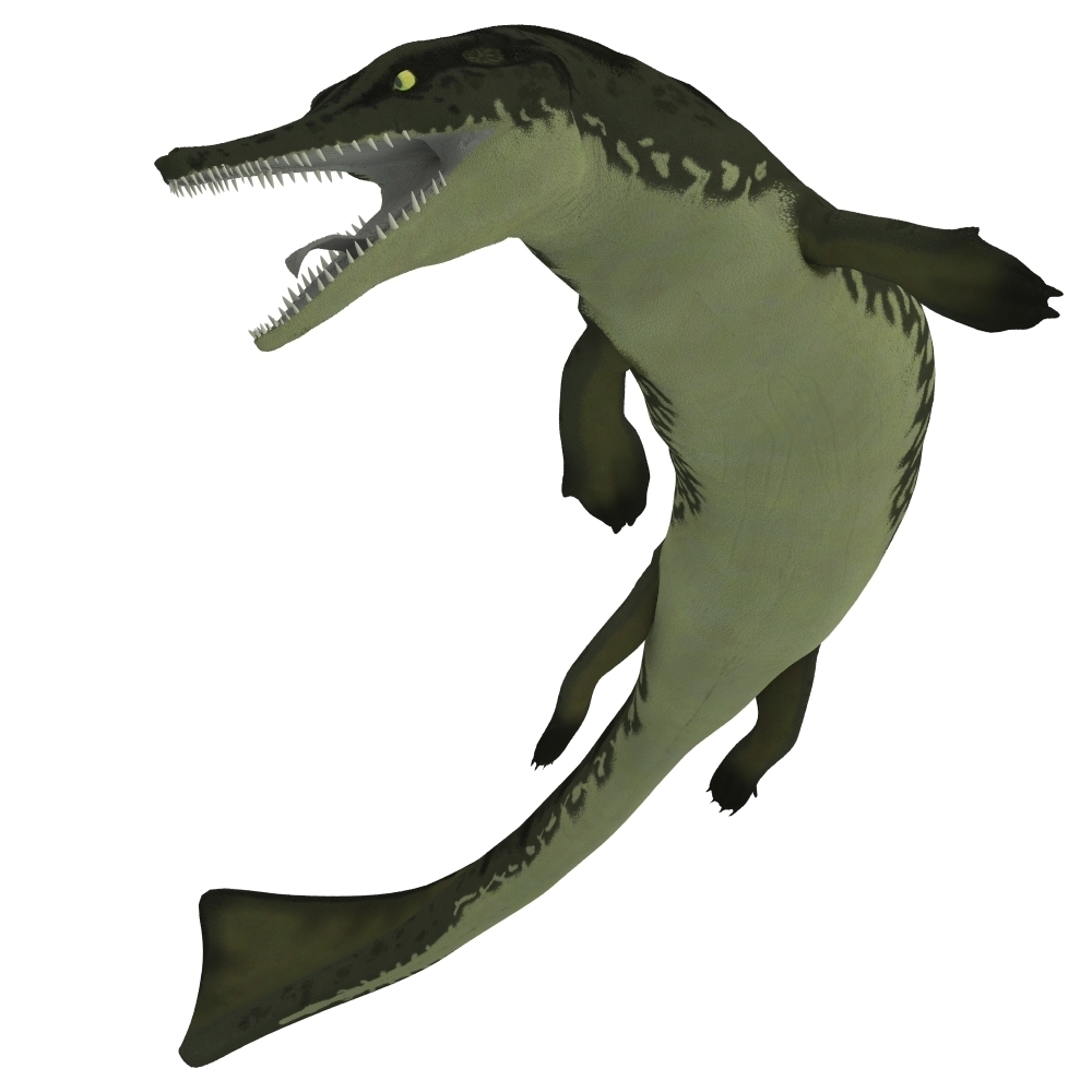 Metriorhynchus an extinct genus of crocodyliform from the Jurassic ...