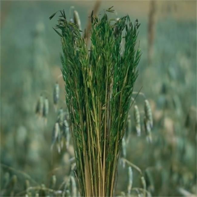 Metrotex Designs 41294 29.5 in. 5.5 oz Oat Grass Bundle, Fresh Grass ...