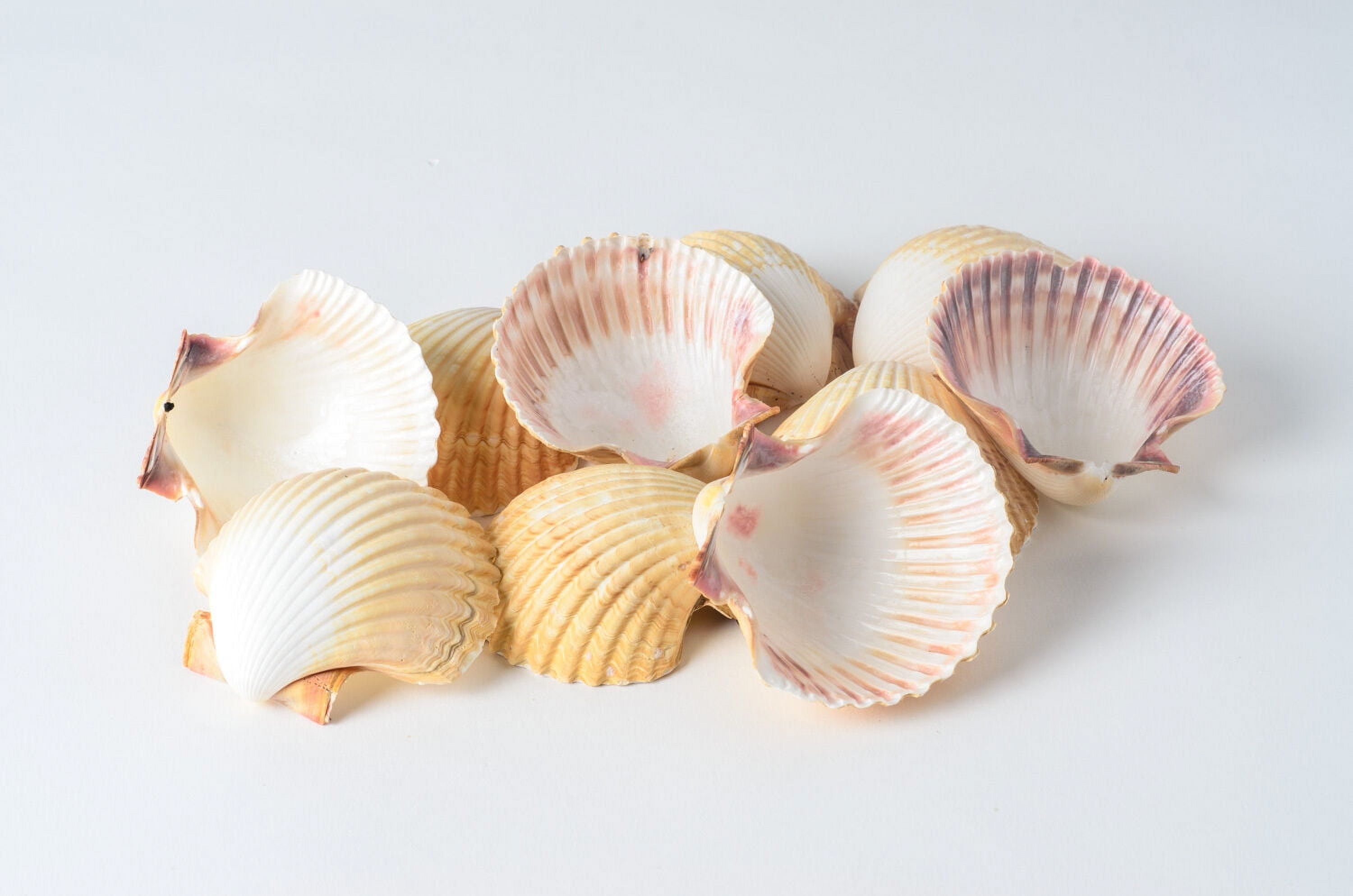 NessaStores- Mexican Deep Sea Shell Beach Craft Scallop 2 1/2" - 3" (10 ...