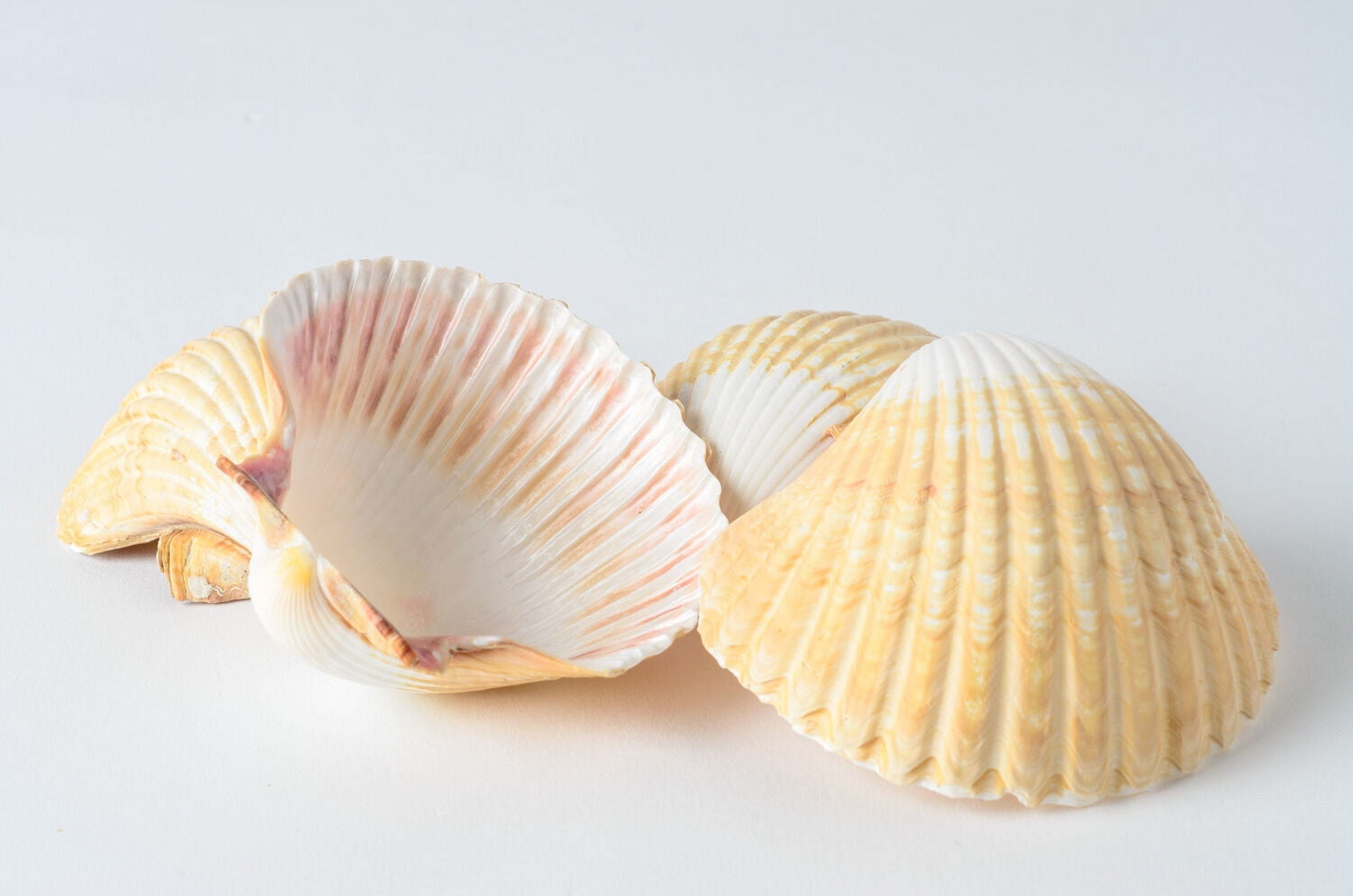 Mexican Deep Sea Shell Beach Craft Scallop 2 1/2" - 3" (4 PCS )#JC-032 ...