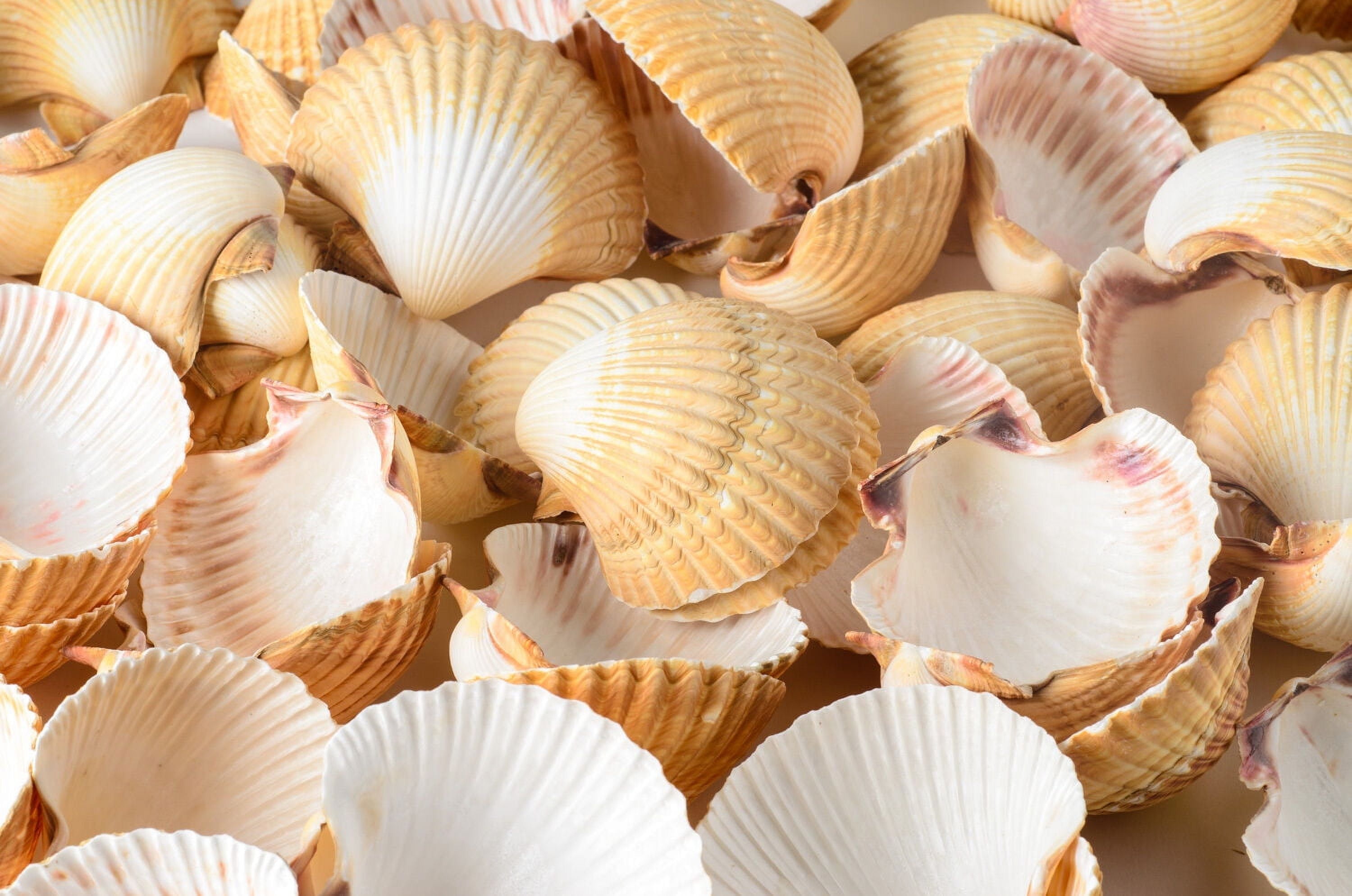 Mexican Deep Sea Shell Beach Craft Scallop 2 1/2" - 3" (75 PCS ...
