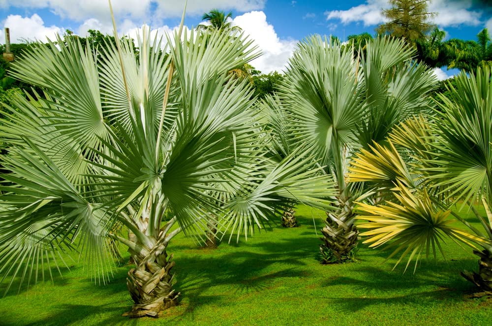 CZ Grain 15 Mexican Fan Palm Plant Seeds, Fast-Growing Ornamental Palm ...