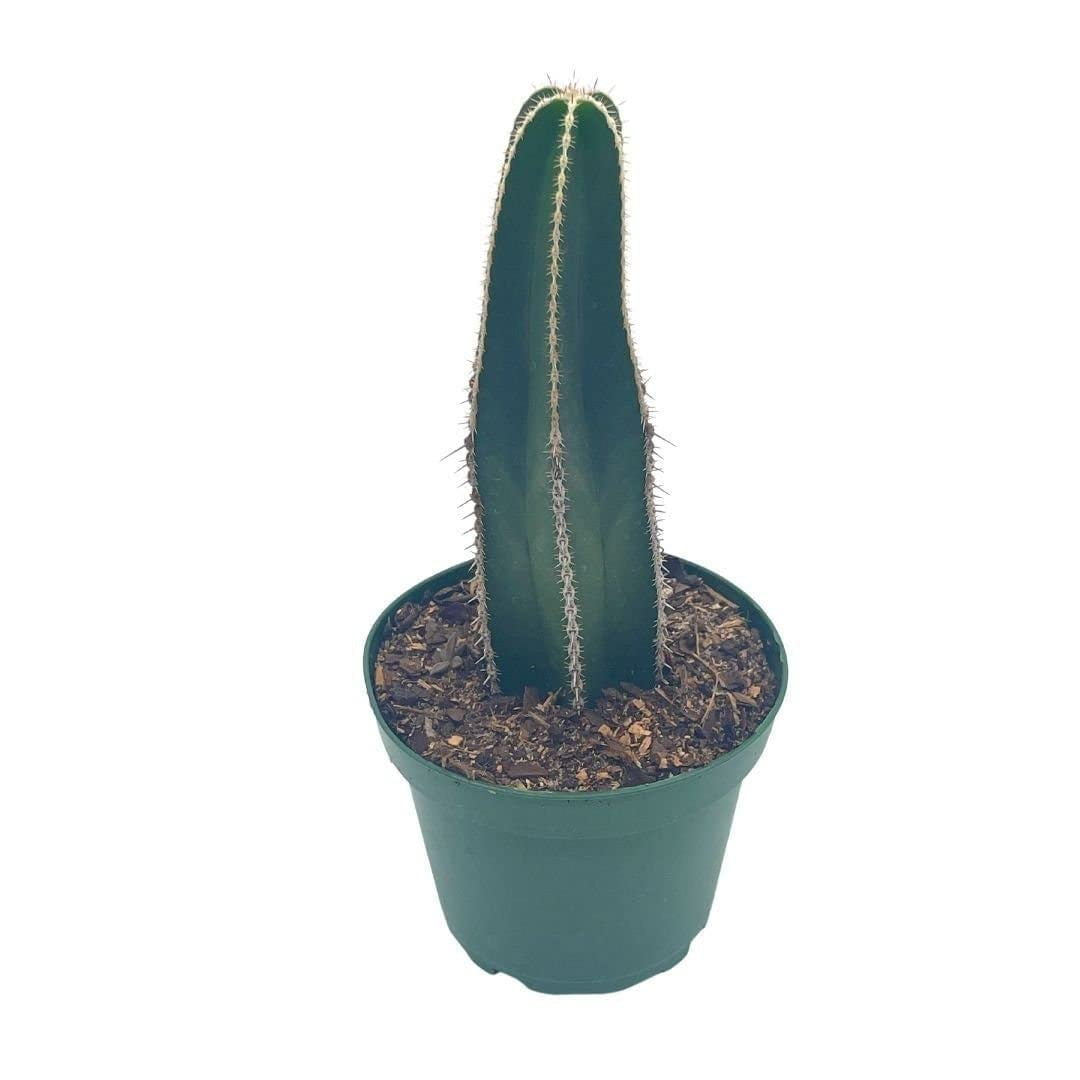 Mexican Fencepost Cactus, 4 inch, Lophocereus marginatus, Pachycereus ...