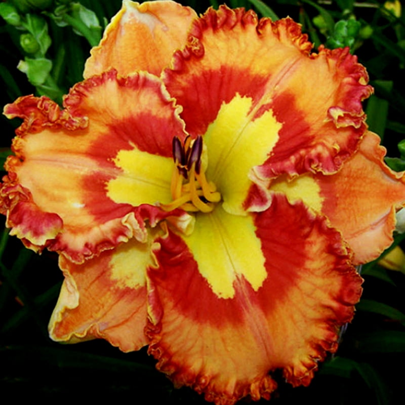 Mexican Fiesta Re-Blooming Daylily Flower Bulbs - Naturalizing ...