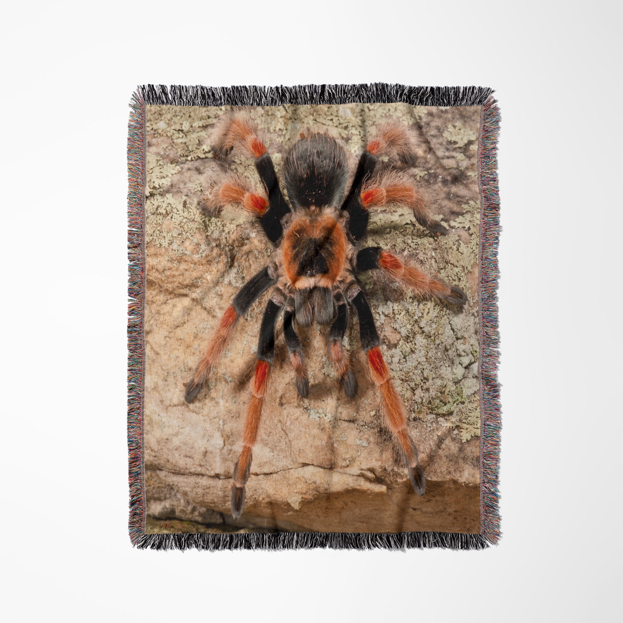 Mexican Painted Leg Tarantula, Spider - Na02 Dno0853 - David Northcott ...