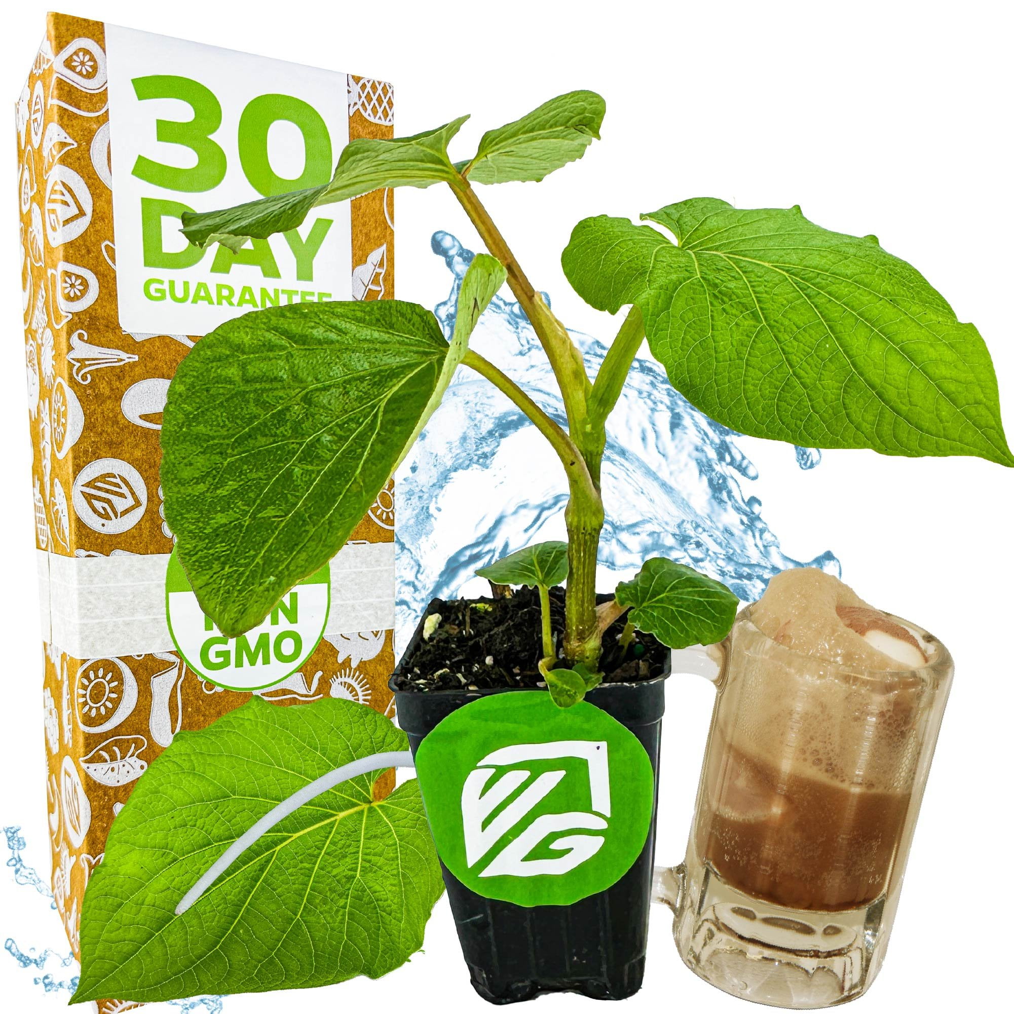 Mexican Pepperleaf Hoja Santa Root Beer Leaf Plant - Piper auritum ...