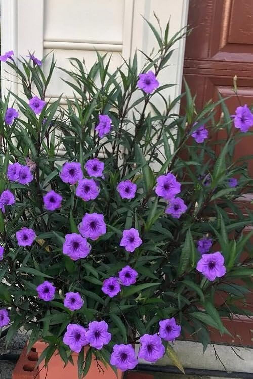 Mexican Petunia Purple, 2 Large Gallon, Ruellia Brittoniana, Live ...