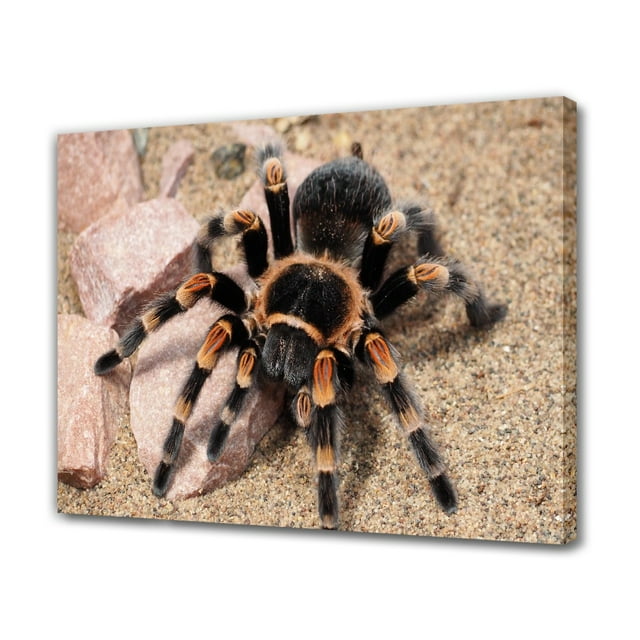 Mexican Red Knee Tarantula Spider Canvas Poster Bedroom Decor Sports ...