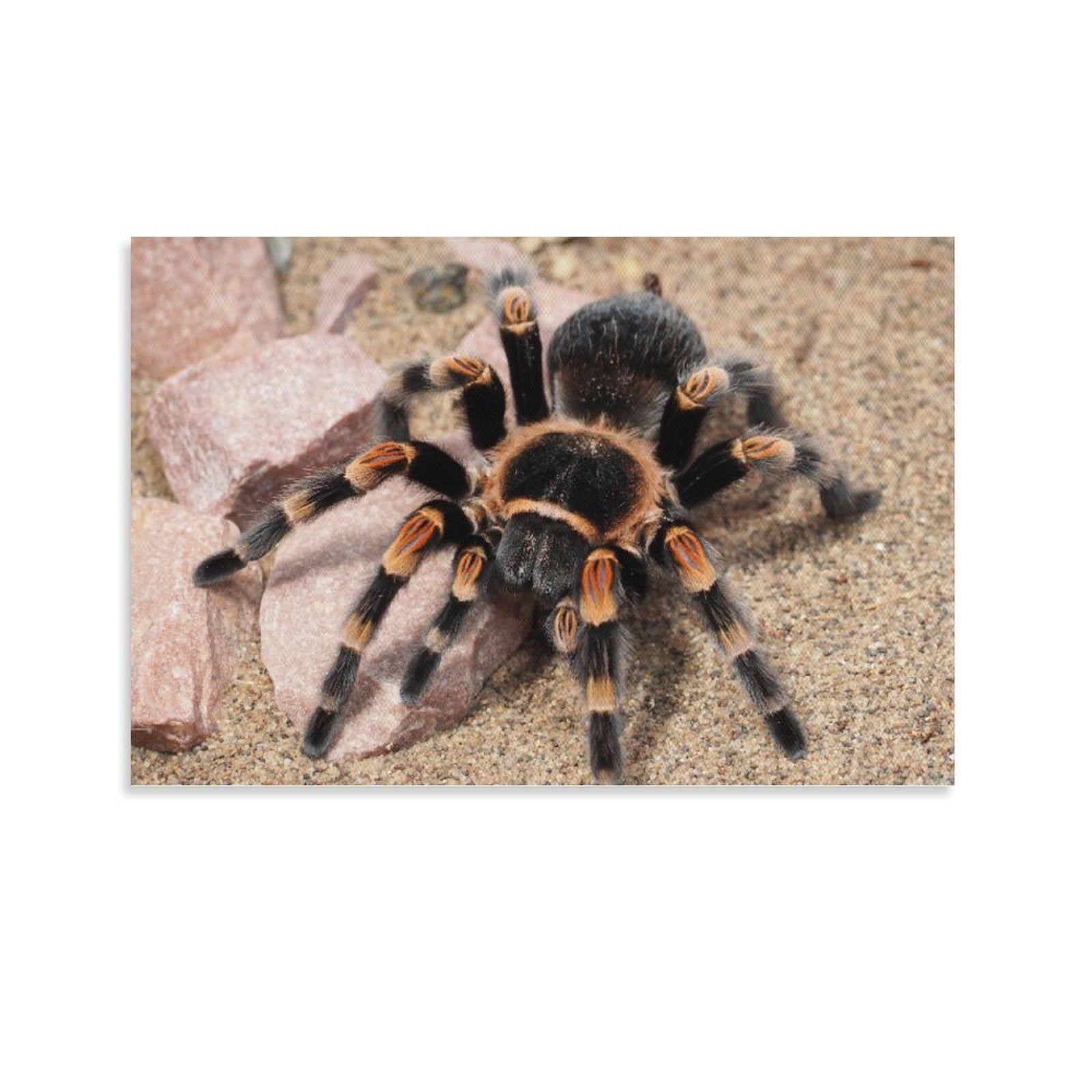 Mexican Red Knee Tarantula Spider Poster Decorative Painting Canvas ...