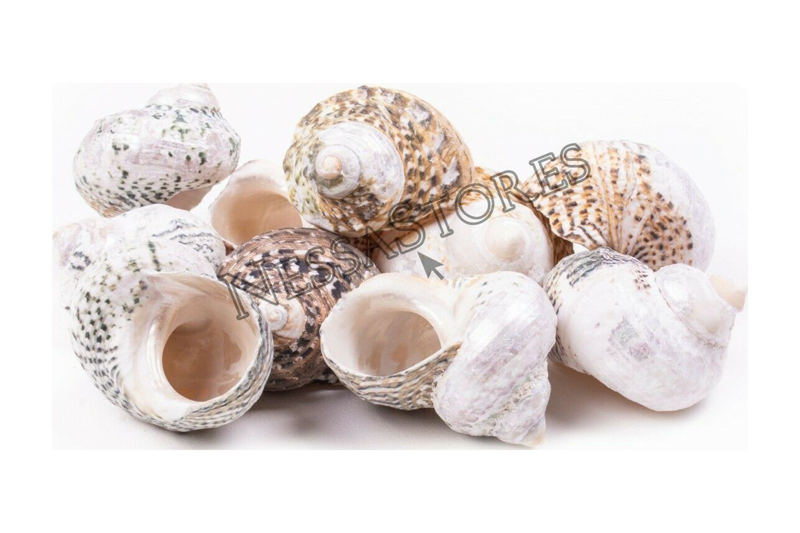 Scallop Seashell Beach Shell Wood Shape Unfinished Piece Cutout Craft ...