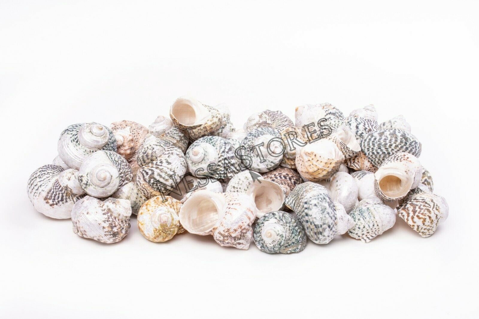 Mexican Turbo Sea Shell Beach Craft Hermit Crab 1 1/2" - 2 1/2" (140 ...
