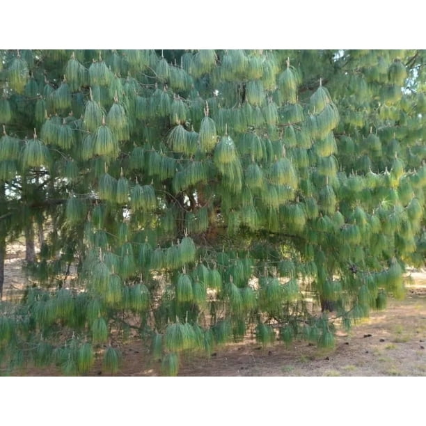 Mexican Weeping Pine Tree Seeds for Planting (30 Seeds) - Pinus patula ...