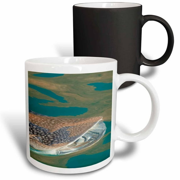 3drose, Mexico, Midriff, Bahia De Los Angeles, Whale Shark - Sa13 ...