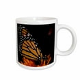 3drose, Mexico. Monarch Butterfly (danaus Plexippus) - Sa13 Gje0060 ...
