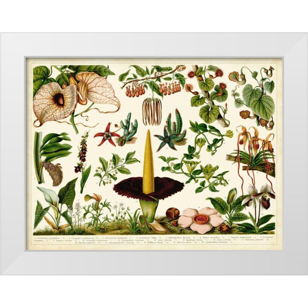 Meyers 24x19 White Modern Wood Framed Museum Art Print Titled ...