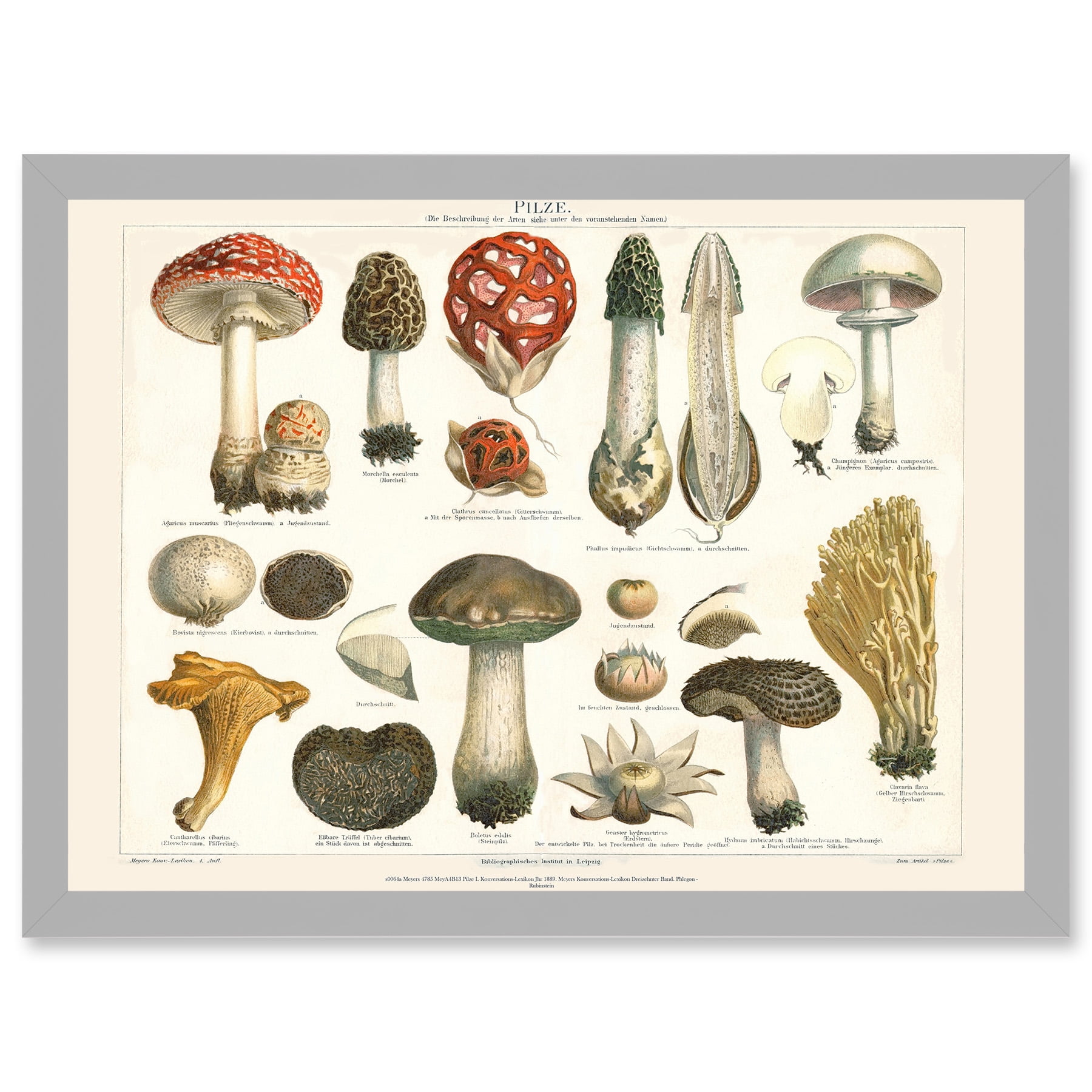 Meyers Fungus Mushrooms Toadstools Collection Artwork Framed Wall Art ...