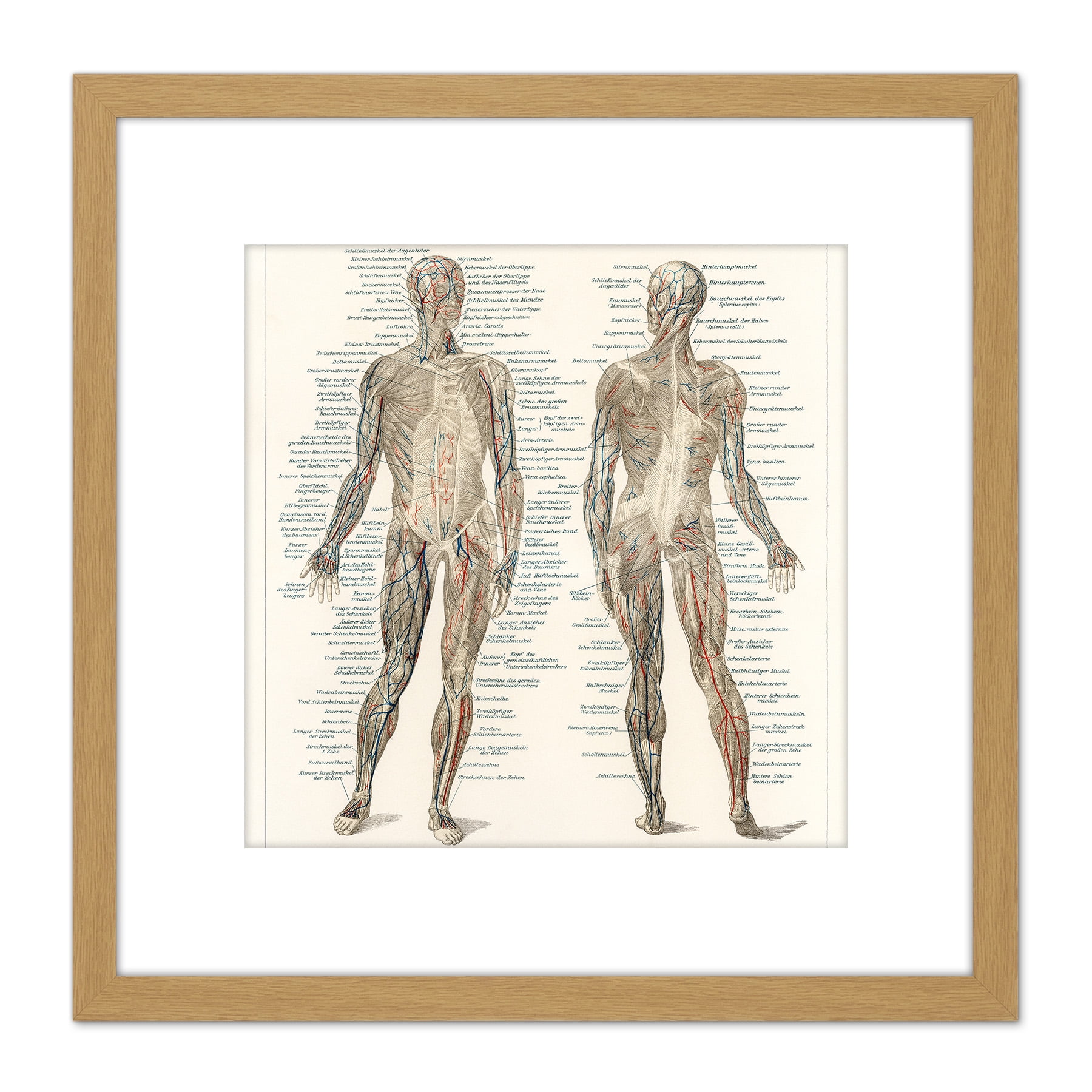 Meyers Konversations Lexikon 1894 Human Muscles Diagram 8X8 Inch Square ...
