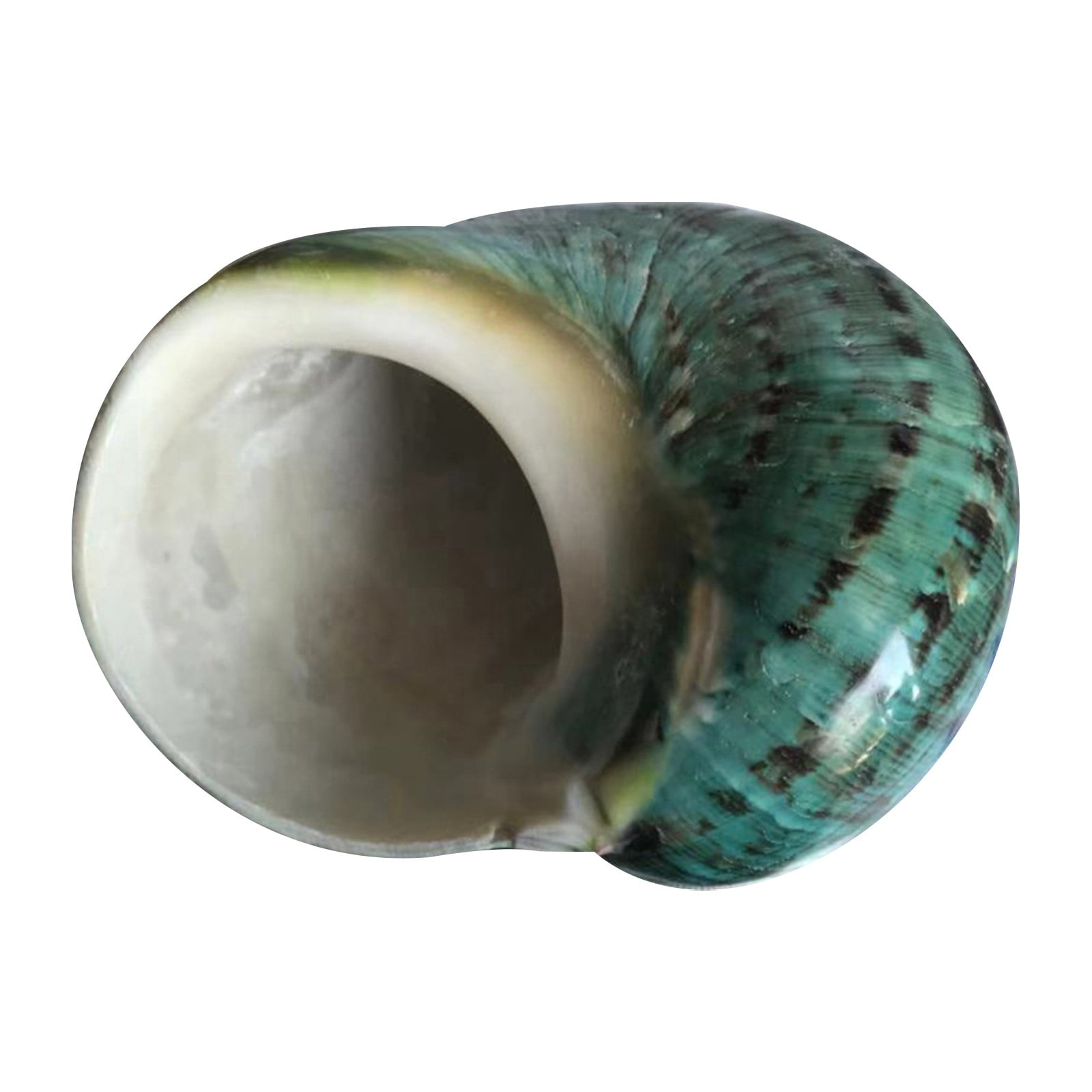 Mfigree Cute Creative Cheers.US Large Natural Conch Green - Natural ...
