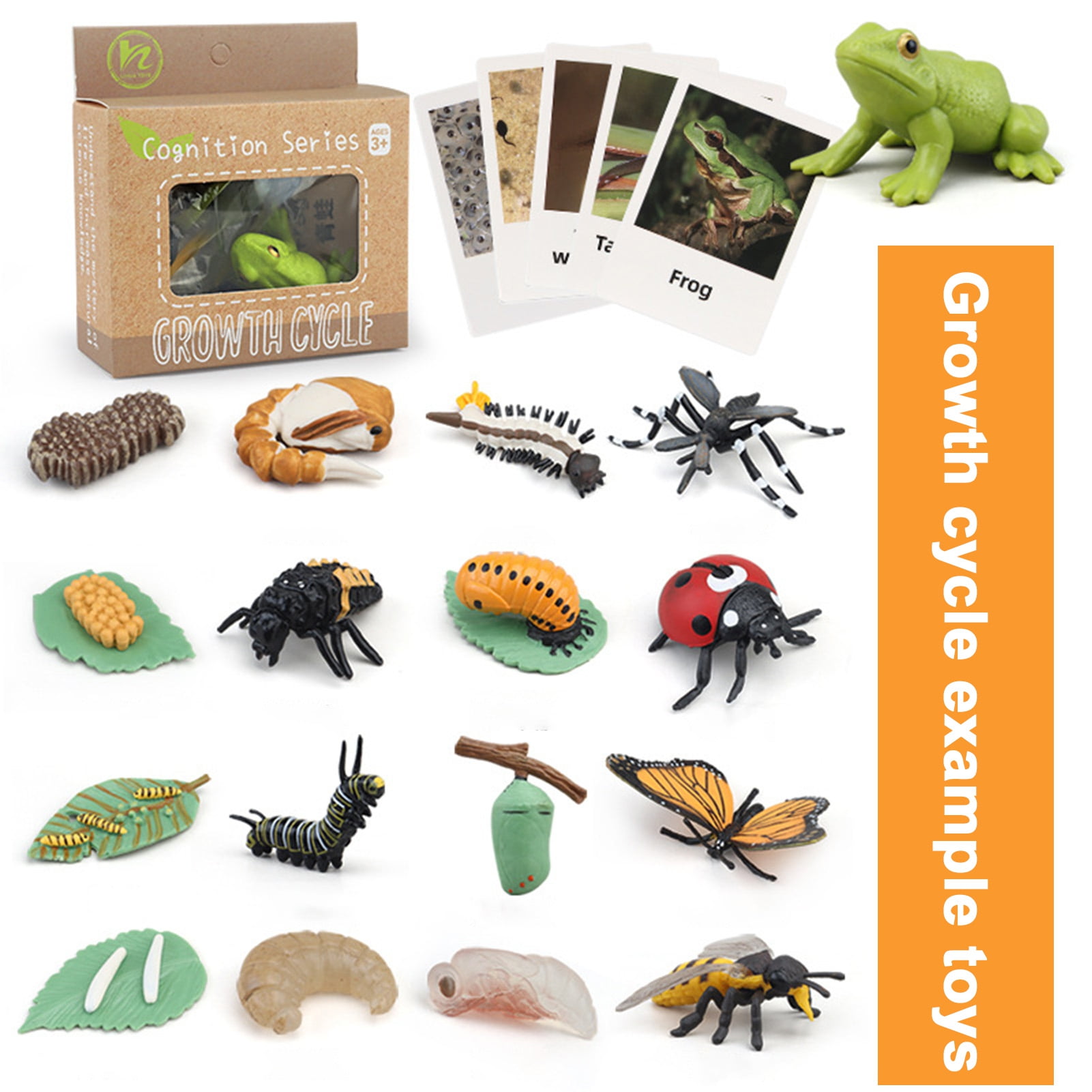 Miarnea Biology Discovery Toy Box: Realistic Frog, Bee, Panda, Chick ...