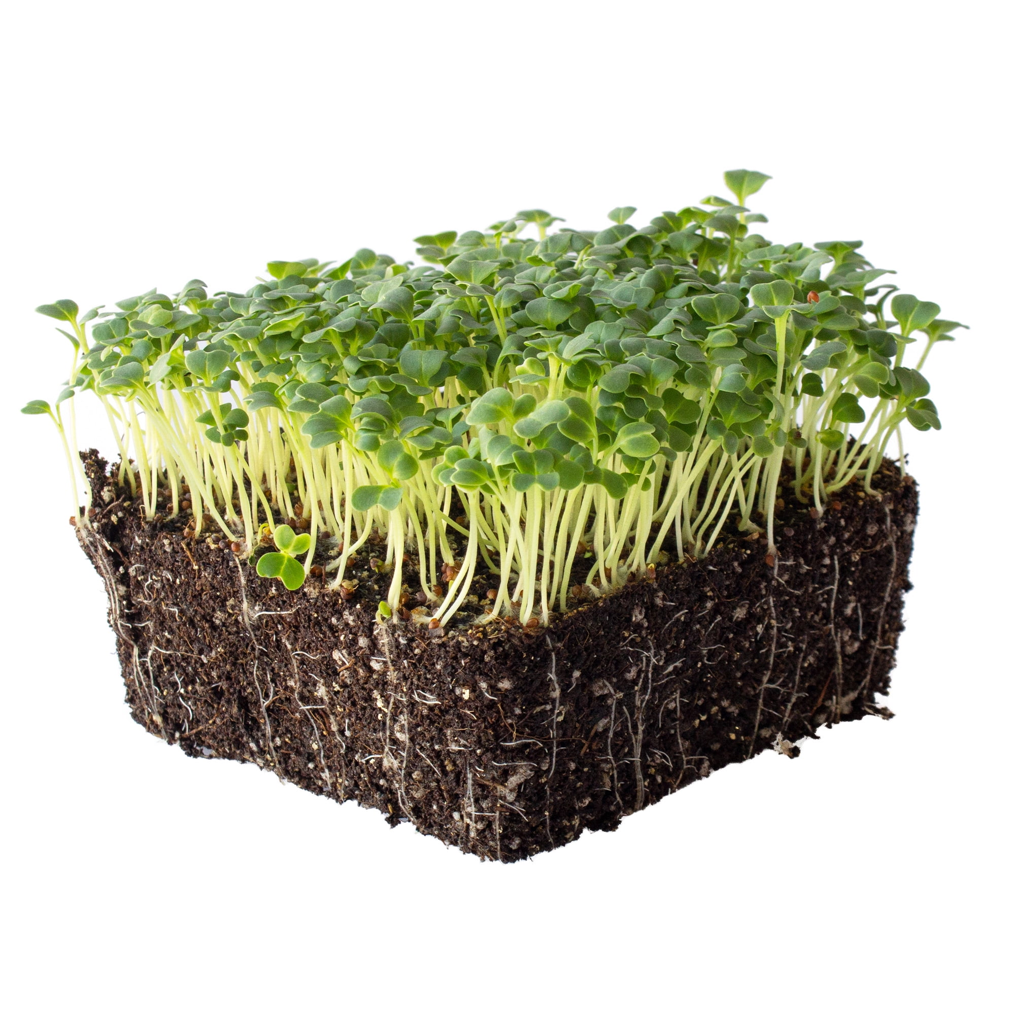 Mibuna Mustard Seeds - 1 Oz ~8500 Seeds - Non-GMO Japanese Herb ...