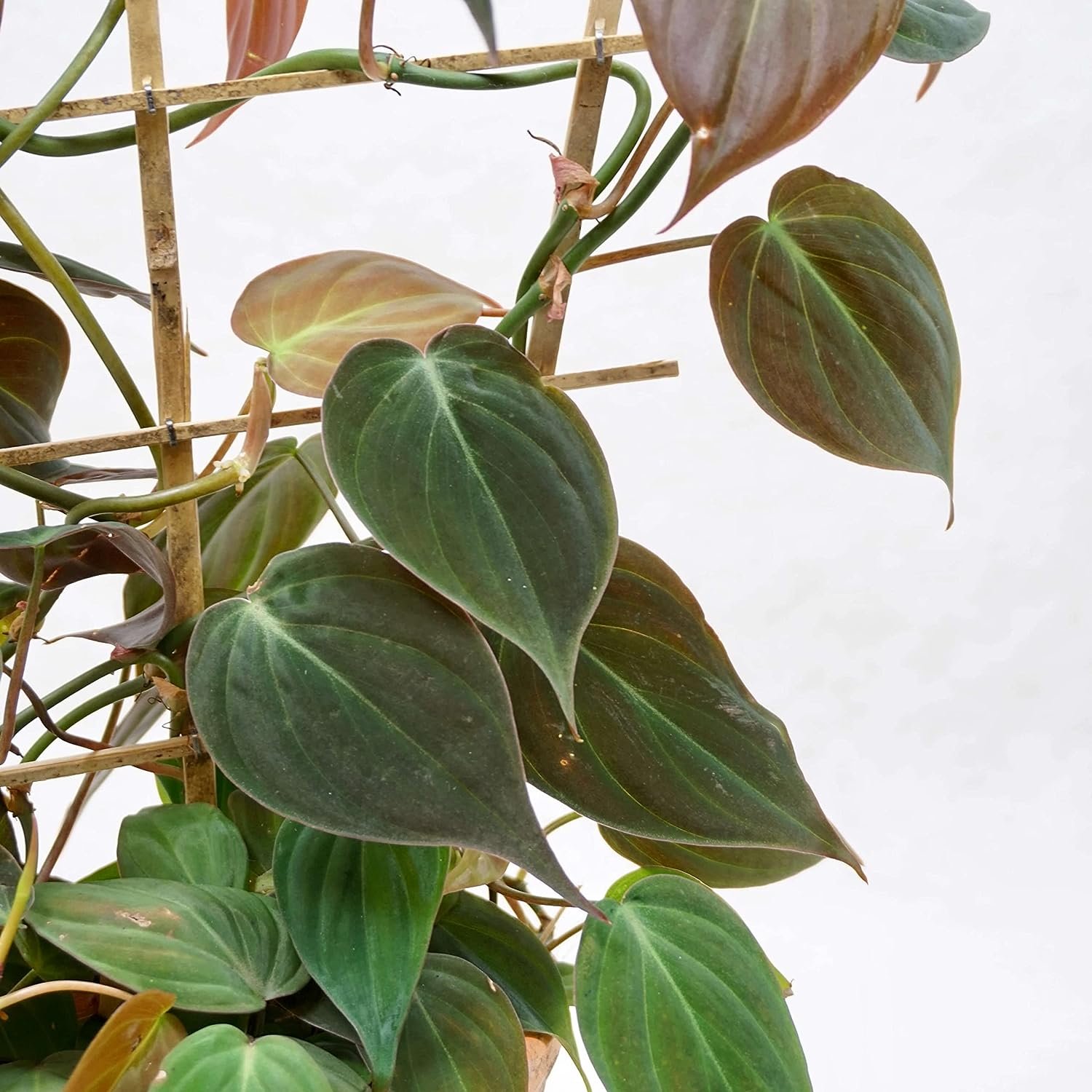 Rare Hirt's® Velvet Leaf Bronze Micans Vine -Philodendron- Easy - 2 ...