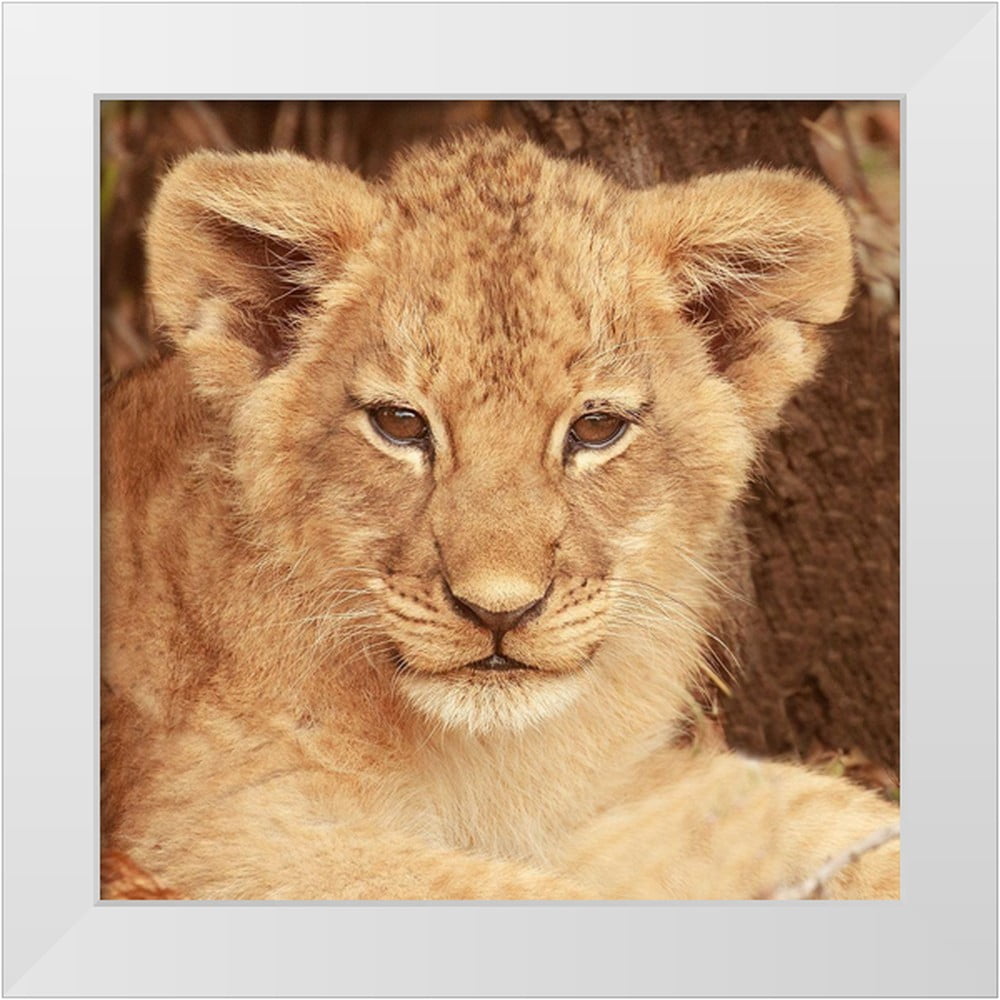 Michal, Susan 15x15 White Modern Wood Framed Museum Art Print Titled ...