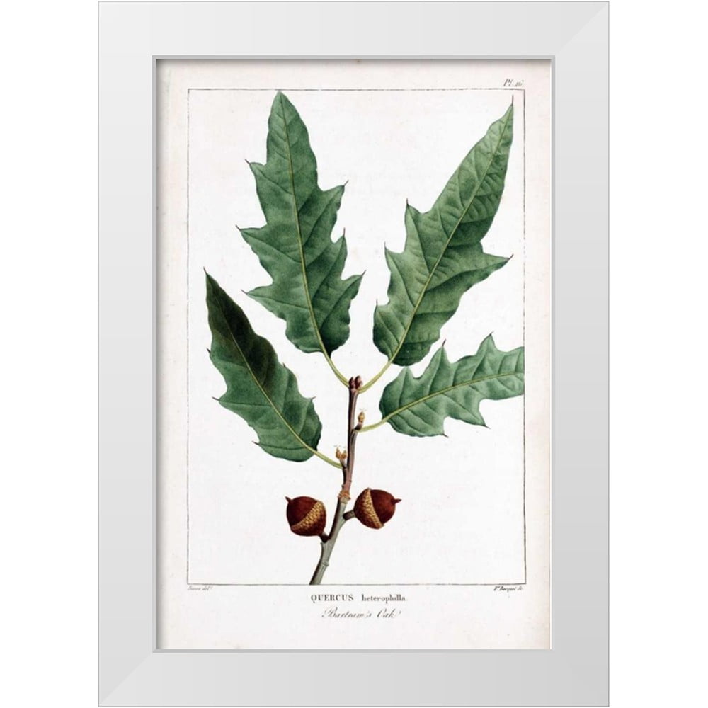 Michaux, Francois A. 11x14 White Modern Wood Framed Museum Art Print ...