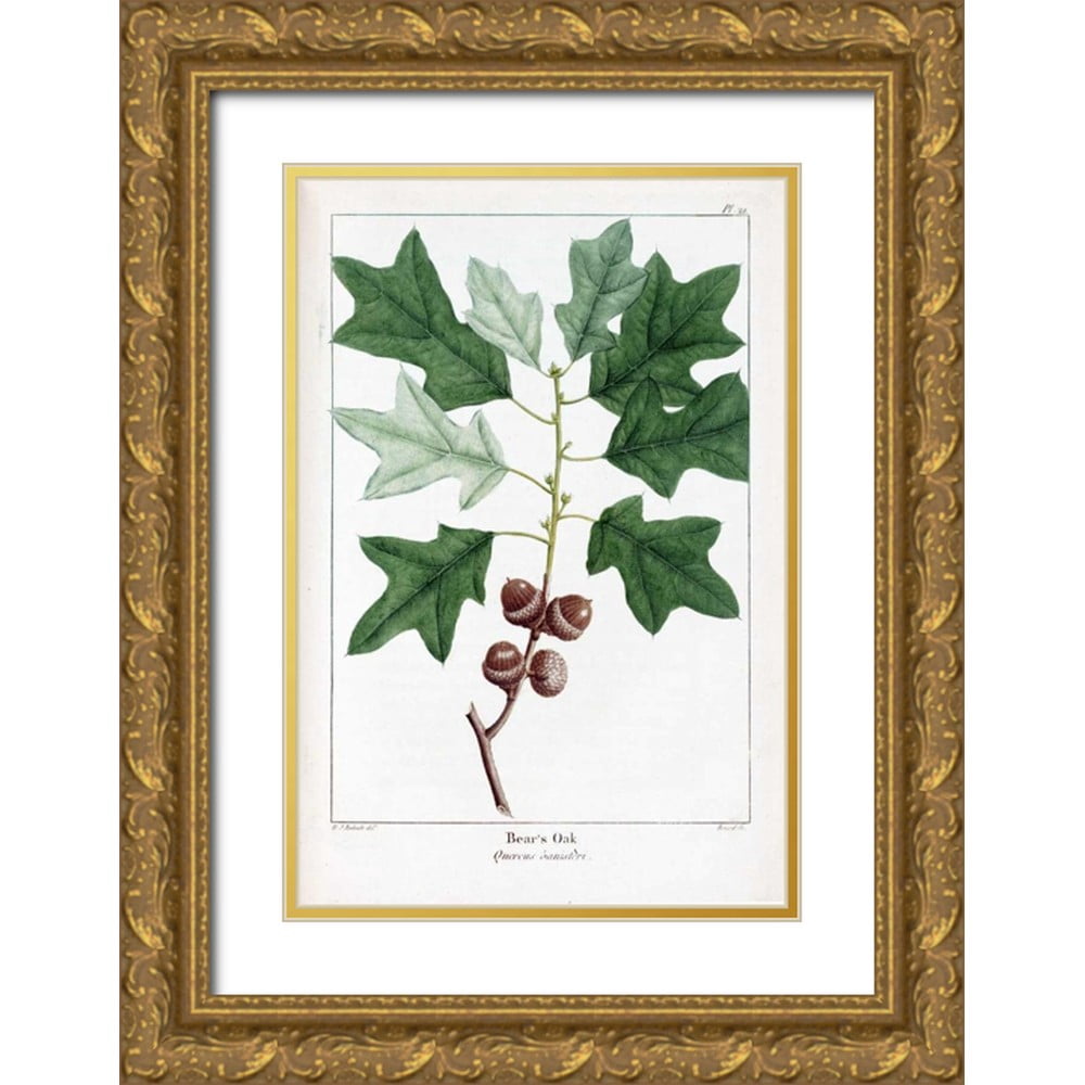Michaux, Francois A. 17x24 Gold Ornate Wood Framed with Double Matting ...