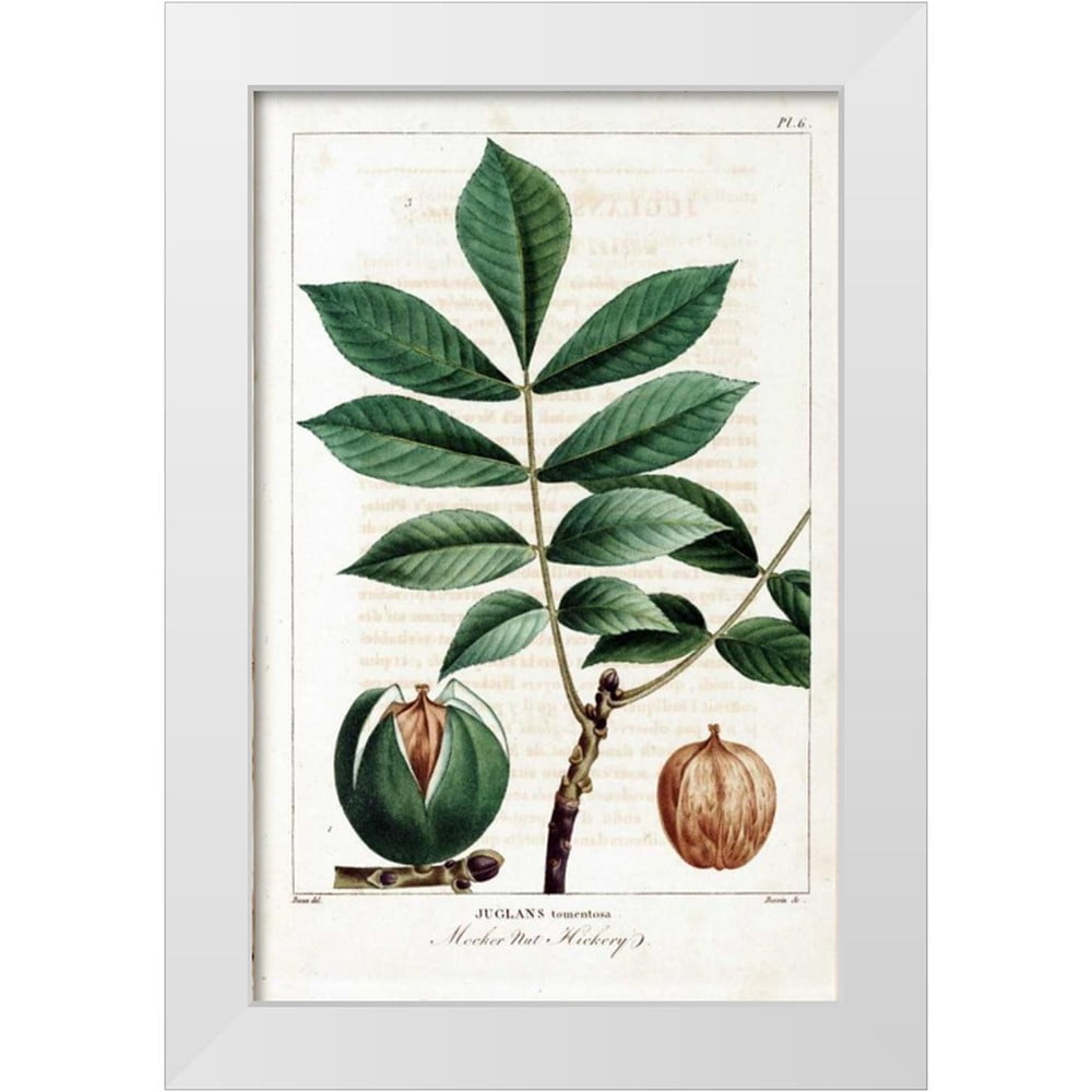 Michaux, Francois A. 17x24 White Modern Wood Framed Museum Art Print ...
