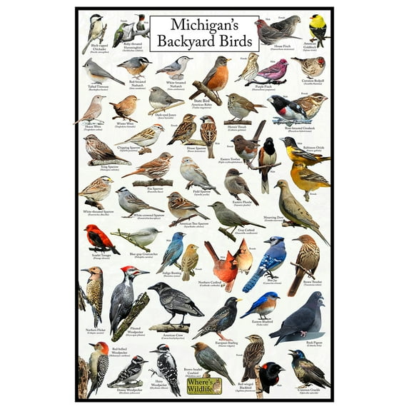 Michigan's Backyard Birds Poster - Michigan Bird Chart Highlighting ...