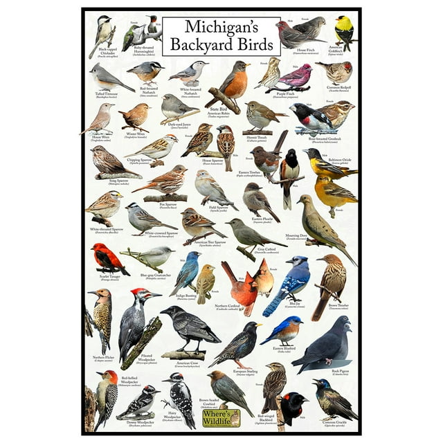 Michigan's Backyard Birds Poster - Michigan Bird Chart Highlighting ...