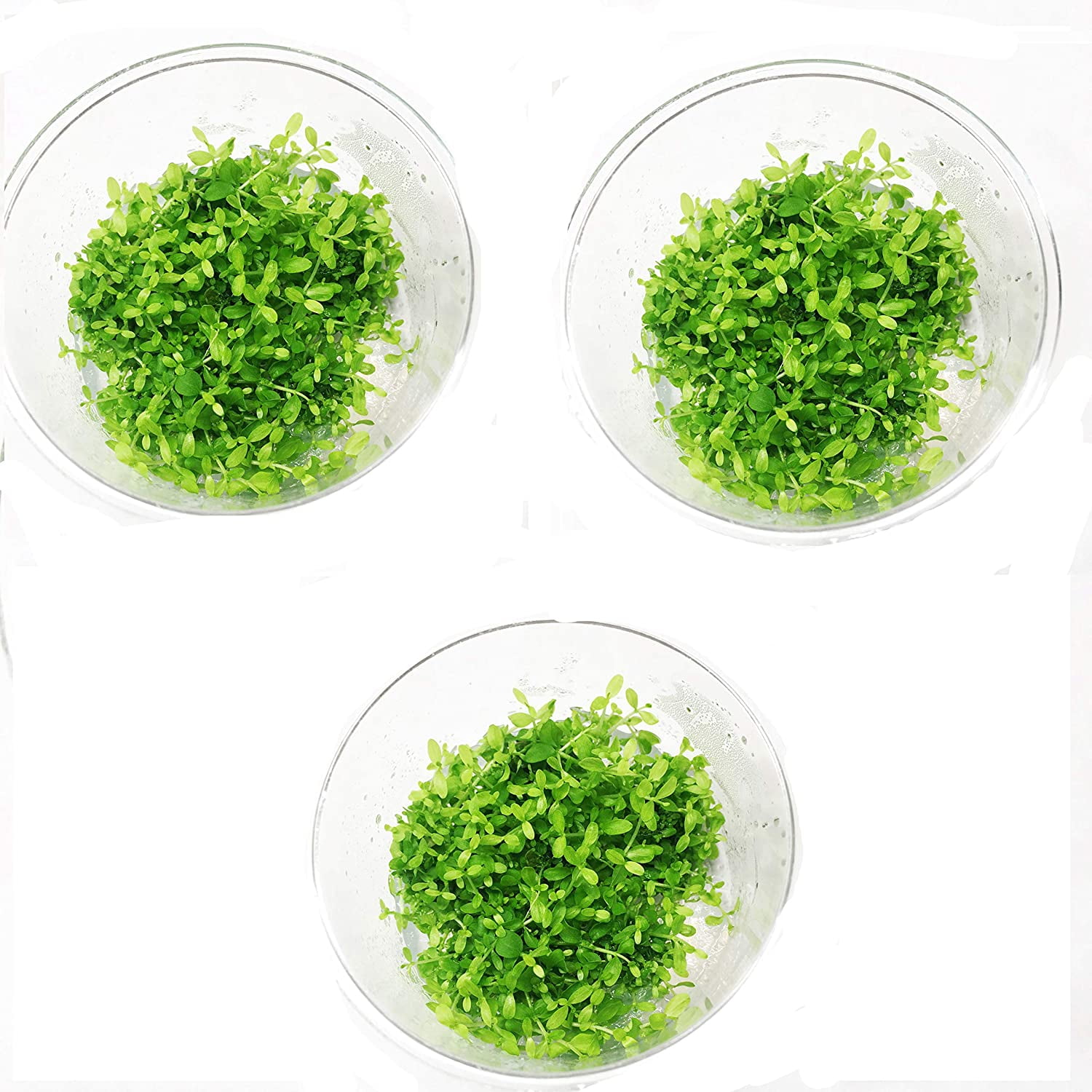 Micranthemum Monte Carlo Carpet Live Aquarium Tissue Culture for ...