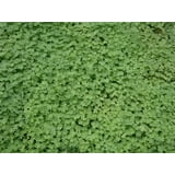 Micro Clover Seed - 1 Lb. for Garden Planting, Grow Mix - Walmart.com