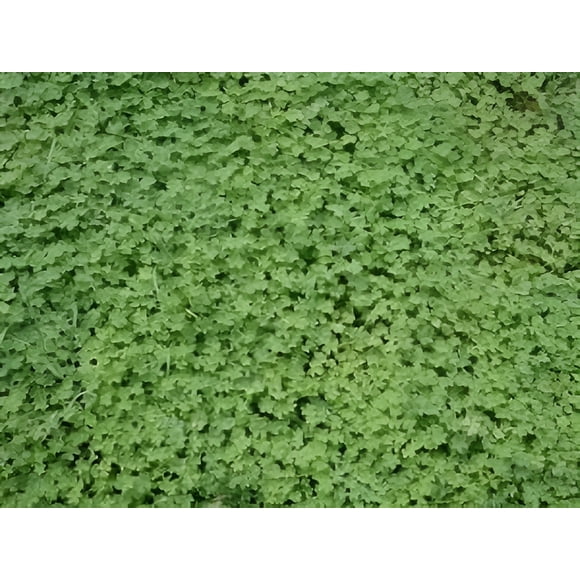 Microclover Lawn