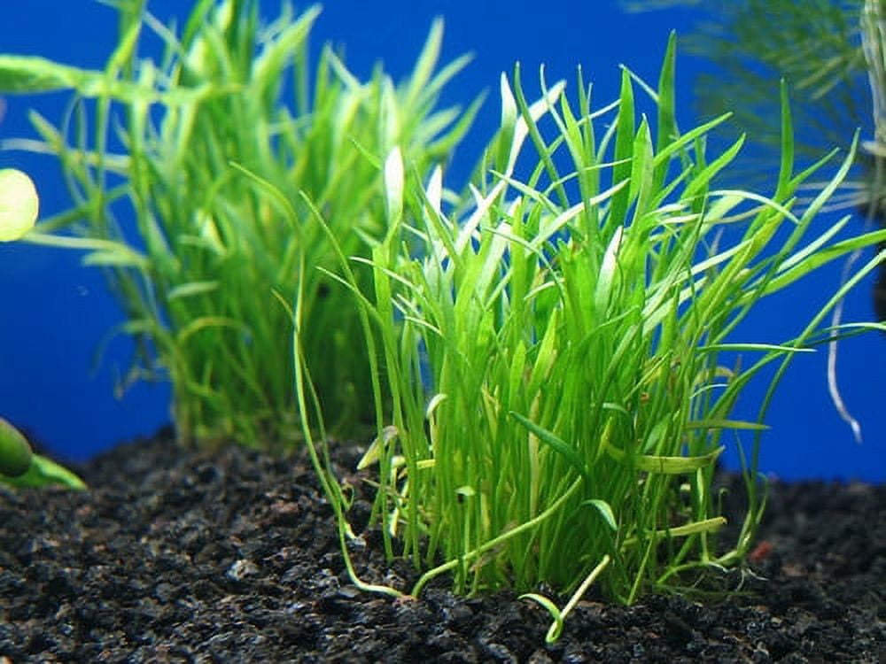 Micro Sword - Freshwater Live Foreground Aquarium Plant - Walmart.com
