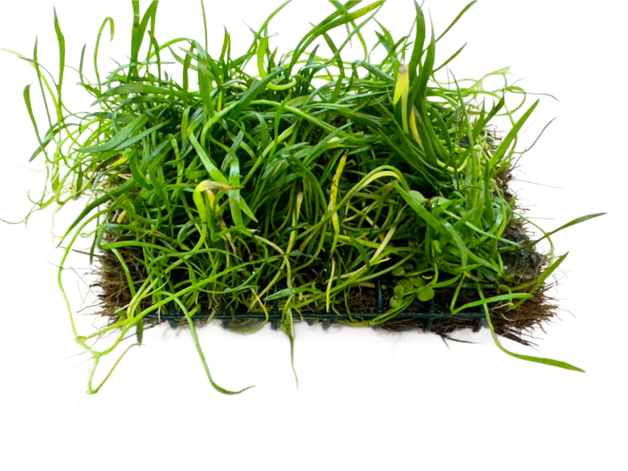 Micro Sword Plant (Lilaeopsis brasiliensis) (Premium Mat 3" x 5") Live ...